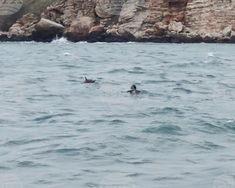 BTA :: Bulgarian Navy Destroys Floating Mine 200 m off Shore of ...