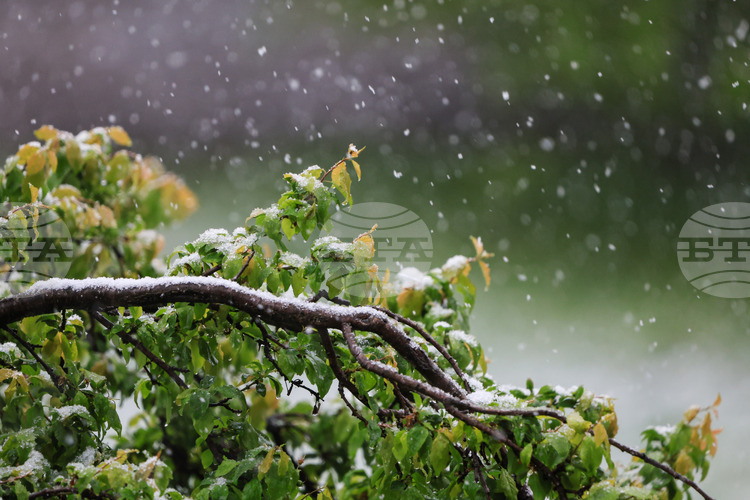 БТА :: Седмицата на горите в Бургас ще бъде отбелязана с разнообразни събития за ученици и ...