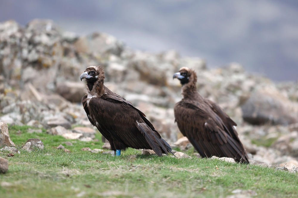 BTA :: On International Bird Day, Ecologist Highlights Bird Poisoning ...