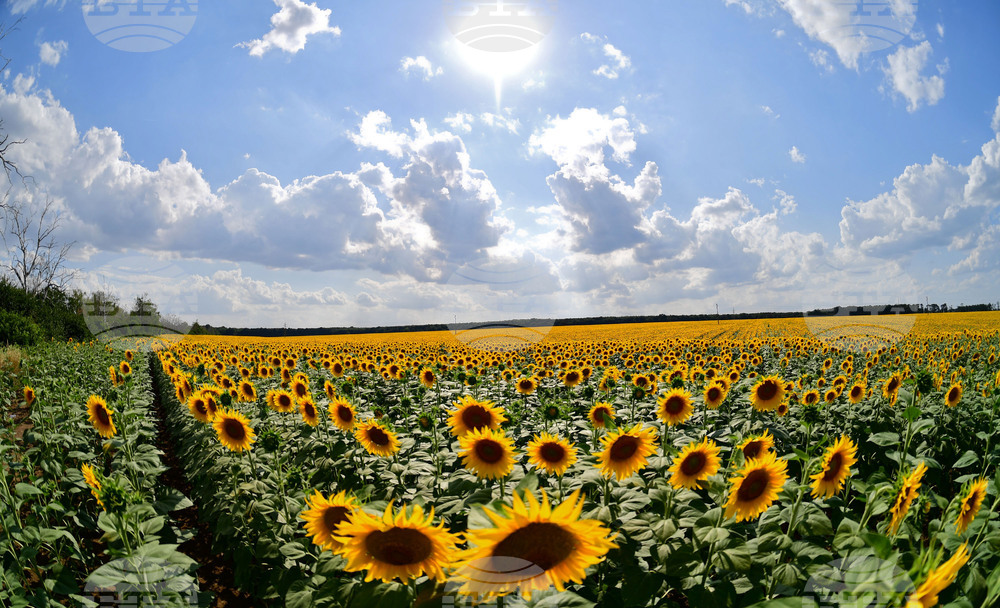 BTA :: Excessive Pesticide Levels Detected in 12th Argentine Sunflower ...