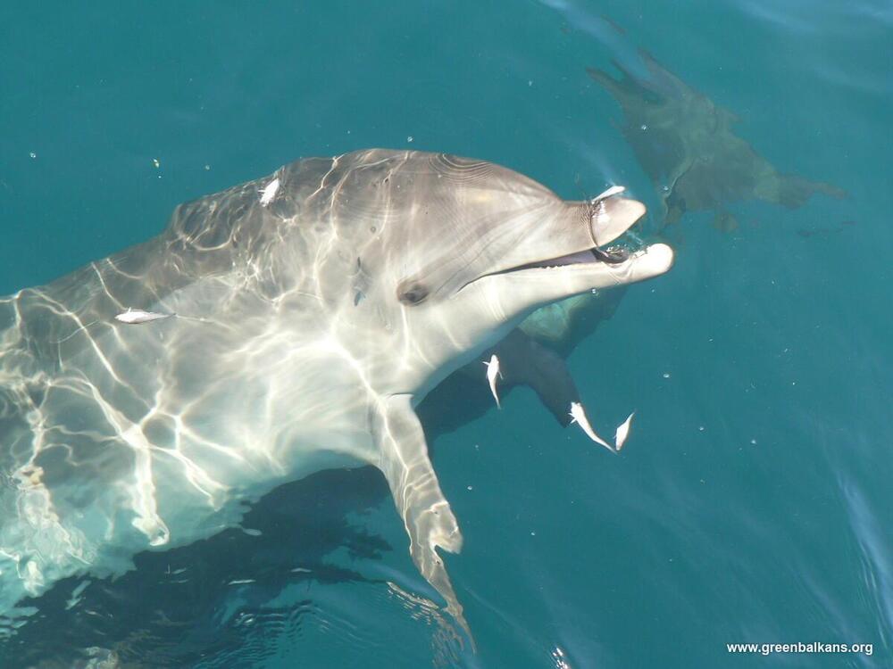 BTA :: Campaign Raises Funds for Monitoring Dolphin Migration in Black Sea