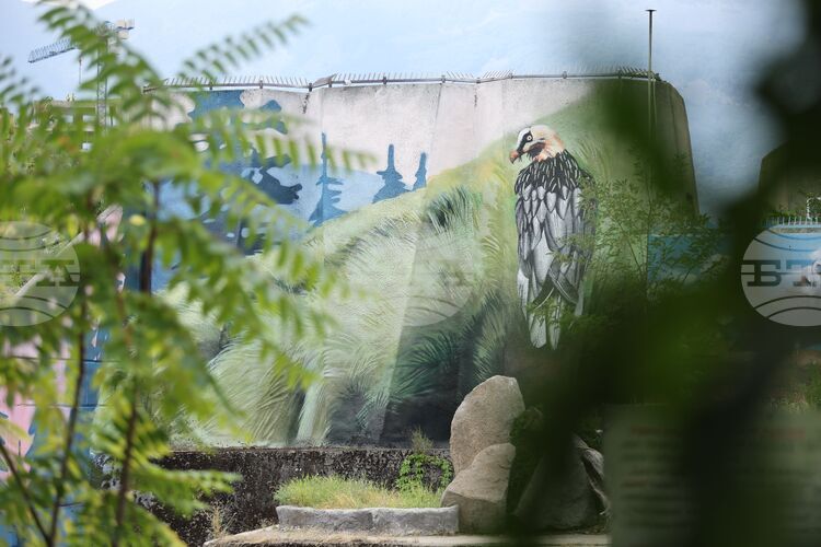 BTA :: 15 Bearded Vultures to Be Released in Bulgaria by 2030