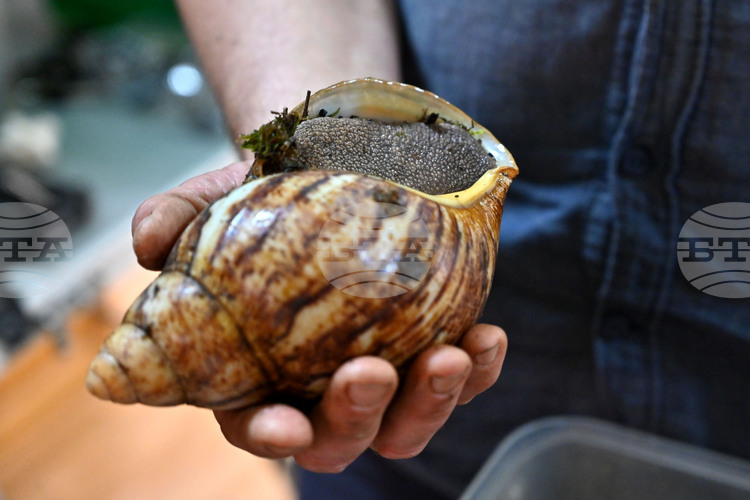 BTA :: Exhibition of Giant Live Snails Opens at Plovdiv Regional Museum ...