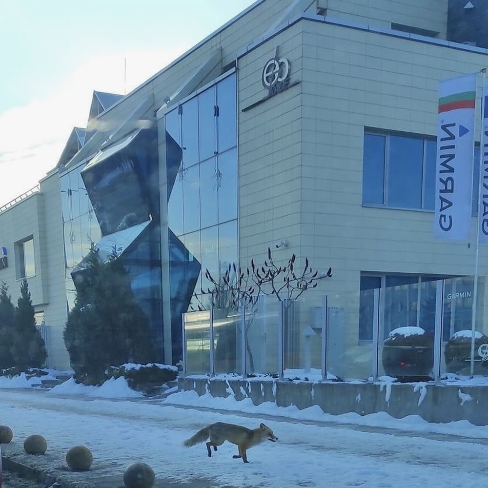 BTA :: Fox Visits Sofia’s Slatina District