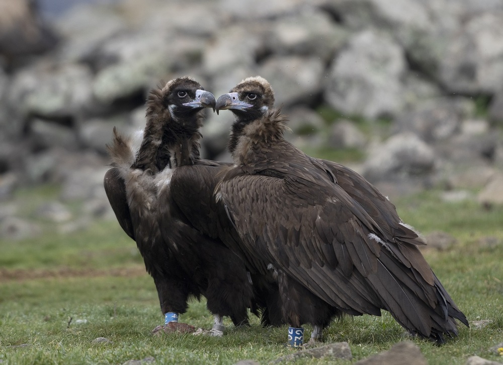 BTA :: First Two Chicks of Endangered Black Vulture Species Hatch in ...