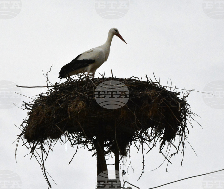 БТА :: Първият щъркел в Хасковско долетя в село Подкрепа