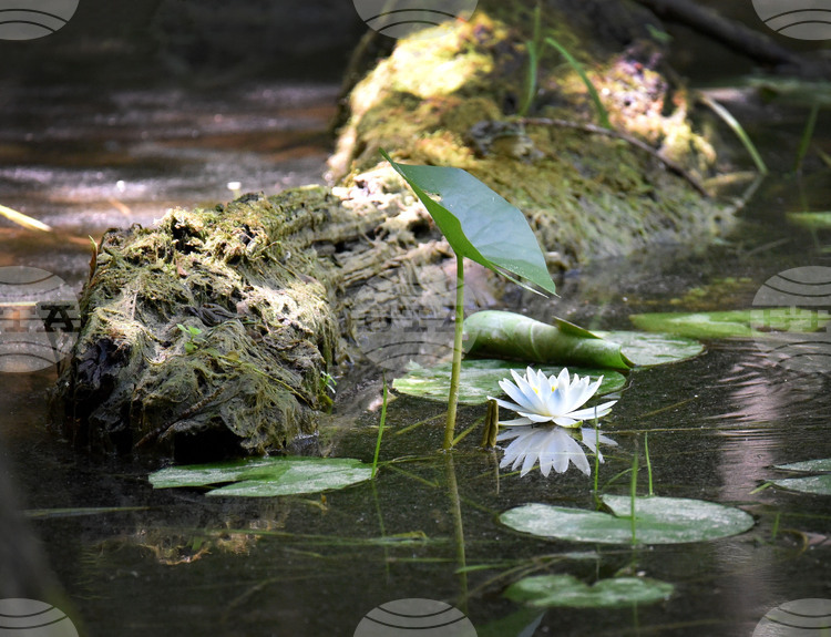 BTA :: Conservation Organizations Baulk Against Idea of Protected Area ...