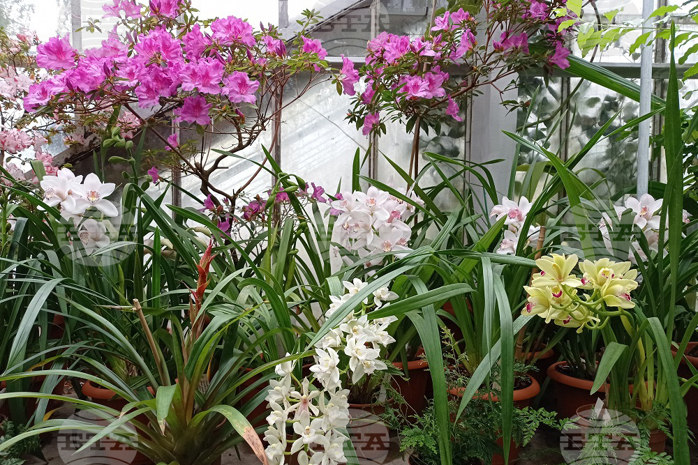 BTA :: Traditional Spring Encounters with Plants at Sofia Botanical Garden