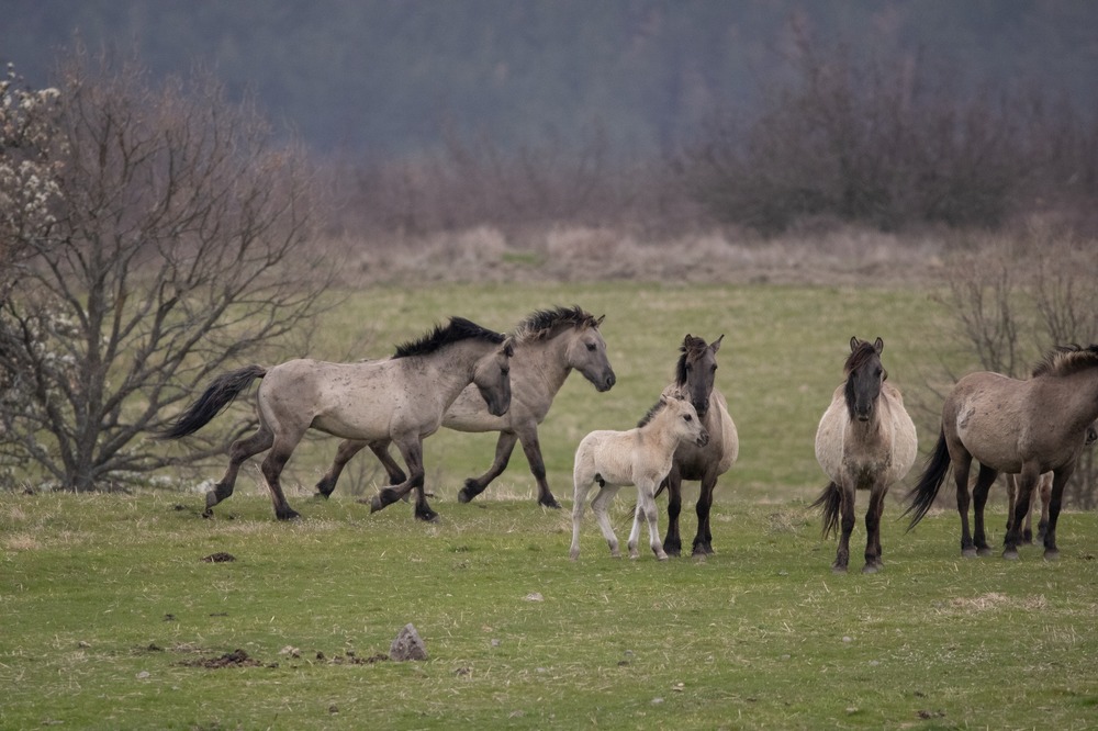 BTA :: First Konik Foals for Spring 2024 Spotted in Eastern Rhodopes