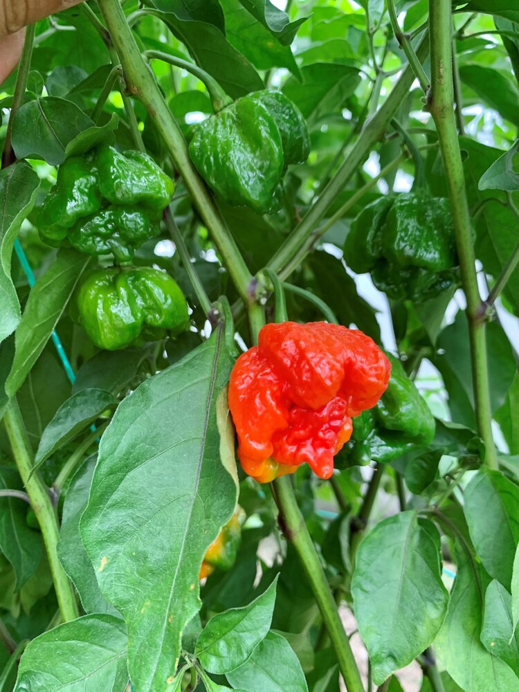 BTA :: Hot Farm's Bulgarian Spirit Chilli Pepper Is 10 Times Hotter ...