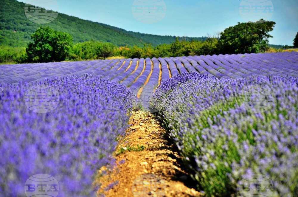 BTA :: Chirpan to Host International Lavender Festival June 21-23