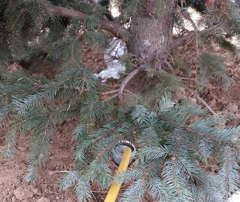 БТА Общо 297 са новозасадените дървета на територията на Столичния район „Студентски“ през