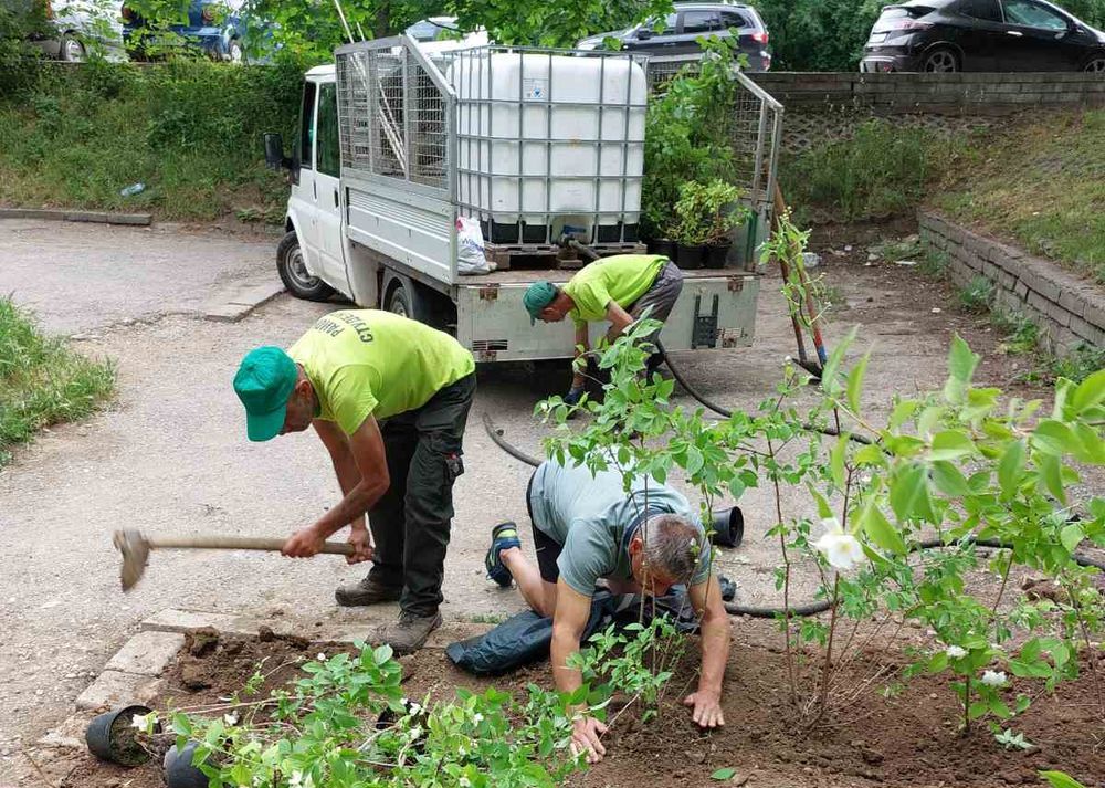 БТА Общо 297 са новозасадените дървета на територията на Столичния район „Студентски“ през