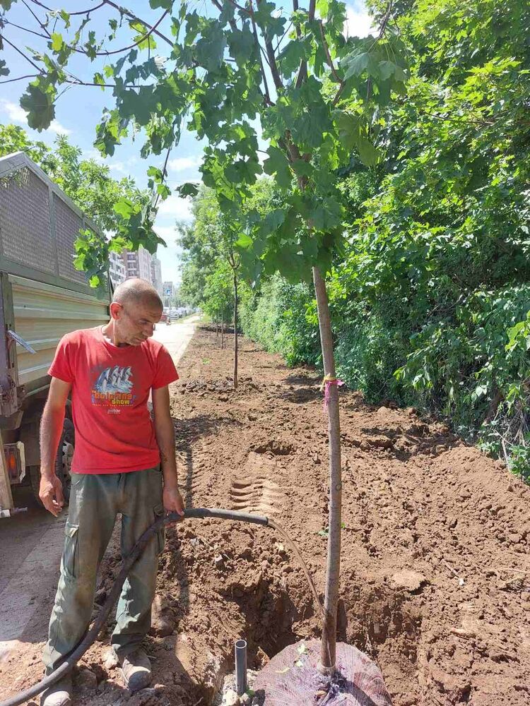 БТА Общо 297 са новозасадените дървета на територията на Столичния район „Студентски“ през