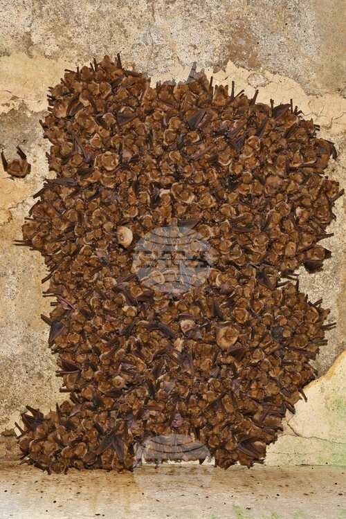 BTA :: World's Largest Nursery Colony of Two Bat Species Found in ...